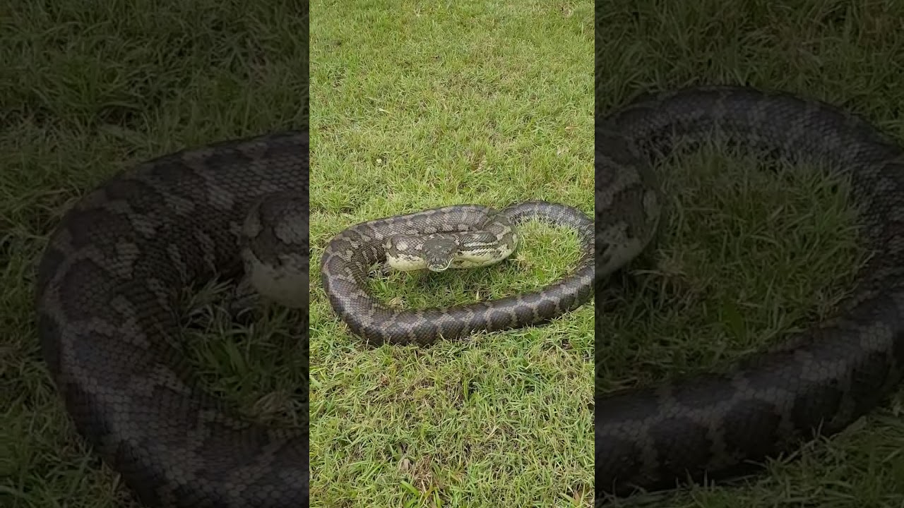 Un python géant attaque un homme qui le filme - BangBuzz